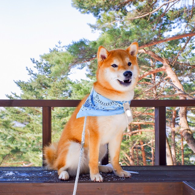 Louismong | KCJ Certified Mameshiba & Shiba Inu Breeder