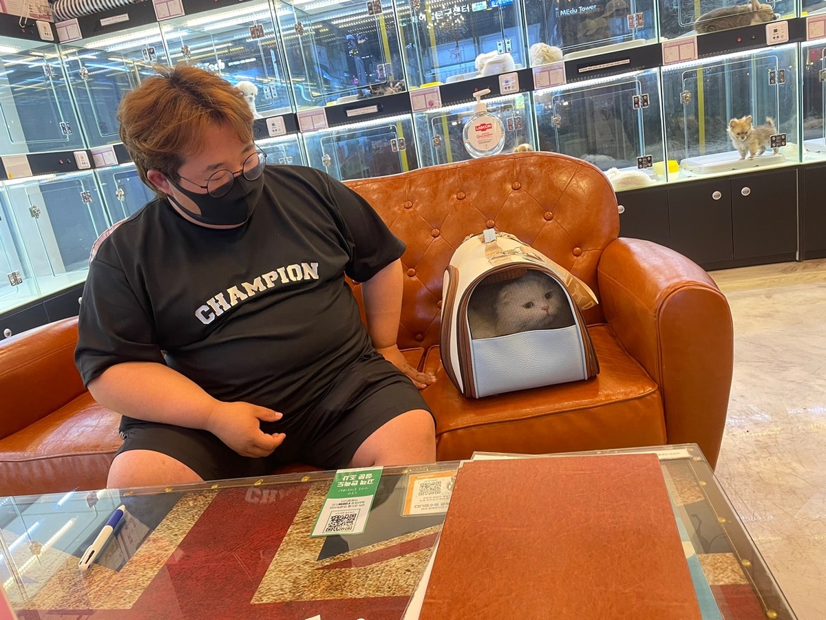 평택 2021 0081 페르시안 냥이 책임분양 프렌치불독크기 빠삐용크기 파피용크기 사모예드크기 스피츠크기 시바견크기 시베리안허스키크기 시츄크기 요크셔테리어크기 웰시코기