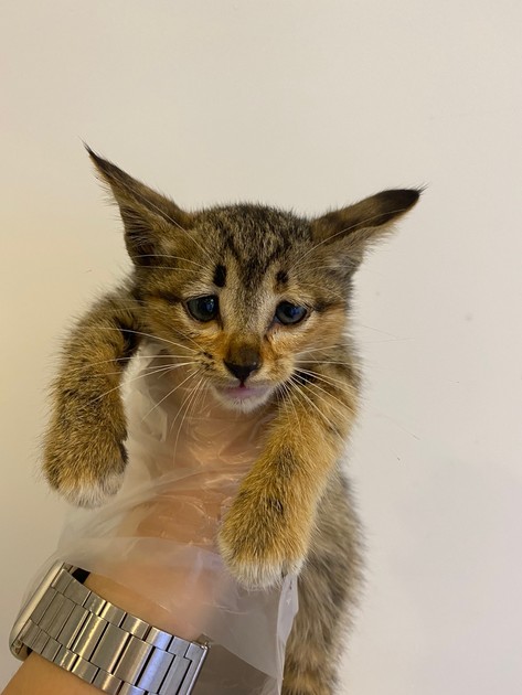 대구고양이무료분양 만촌동고양이무료분양 대구코리안숏헤어무료분양 만촌동코리안숏헤어무료분양 대구 2021 0312 코리안숏헤어 동동 책임분양 강아지무료분양 고양이무료분양