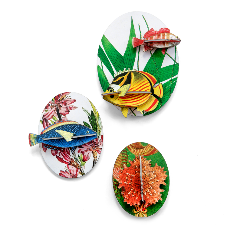 [ Studio ROOF ] Collector's Box Fishes vol 2_ Wall Decoration : 블룹 ...