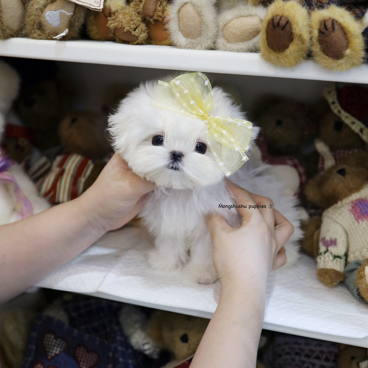 Micro Mini Maltese