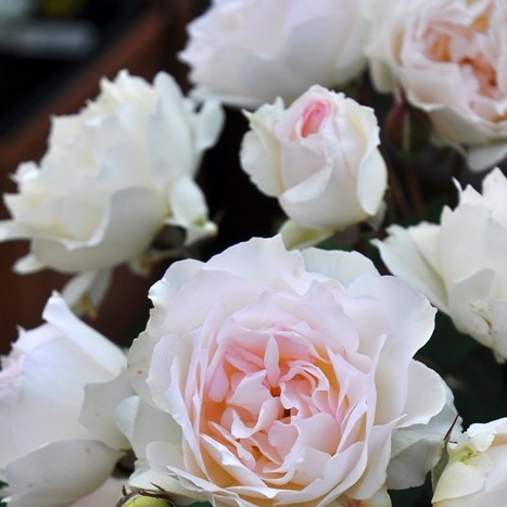 [대묘] Rosa - Classic Tutu ( 클래식 투투 ) : avec la nature