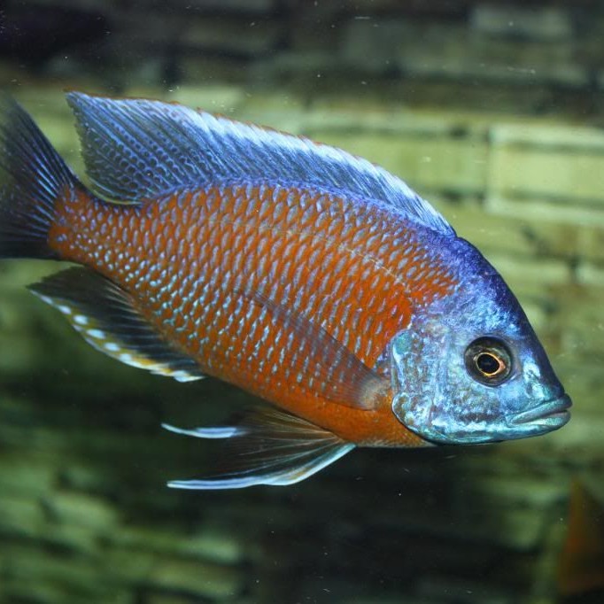 카당고 레드핀 [ Copadichromis borleyi kadango red fin ] : 백경수족관