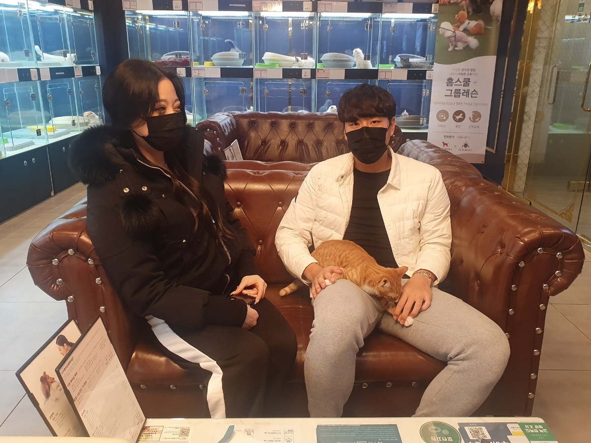 잠실 2021 0221 코리안숏헤어 누룽지 책임분양 애완견성격 반려견성격 소형견크기 중형견크기 미니비숑프리제크기 토이푸들크기 골든리트리버크기 래브라도리트리버크기 닥스훈트