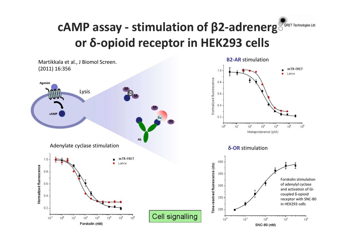 cAMP assay : 이앤씨바이오