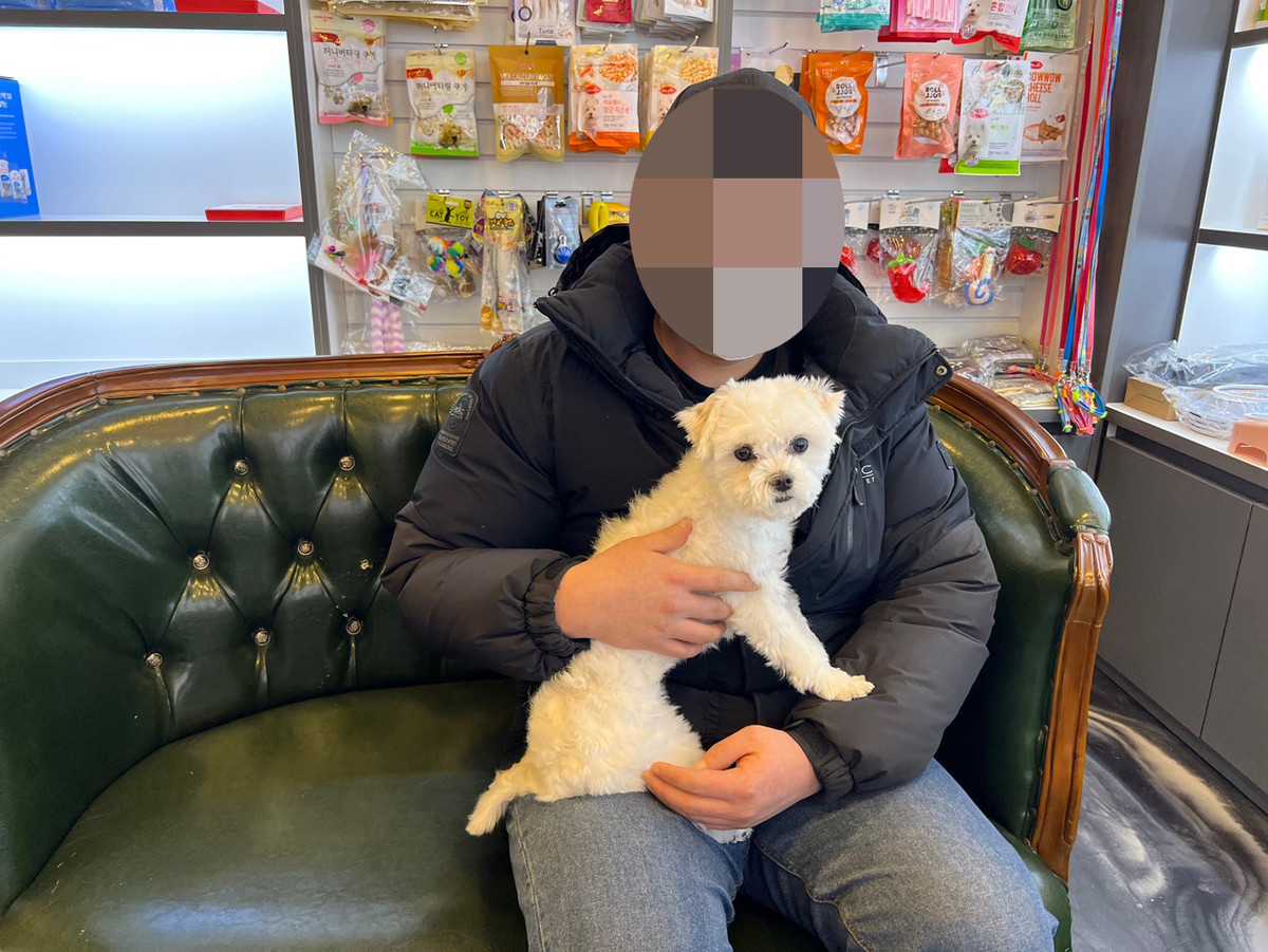 용인 2021 0199 말티즈 토리 책임분양 이탈리아그레이하운드입양 치와와입양 폼스키입양 폼치입양 폼피츠입양 푸숑입양 고양이입양 랙돌입양 러시안블루입양 먼치킨입양