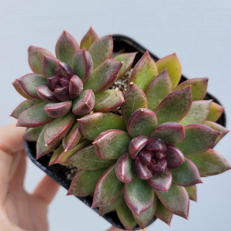 Echeveria Black Rose-83 : DK Succulents Korea- Rare Korean Succulents