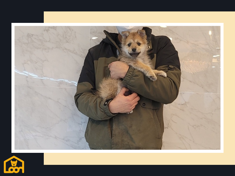 믹스견 까꿍이 책임분양 코리안숏헤어 비숑프리제분양 치와와분양 고양이보호소 광주유기견보호센터 광주광역시유기견보호센터 유기견보호센터봉사 리트리버분양 빅토리아펫보호소 입양완료