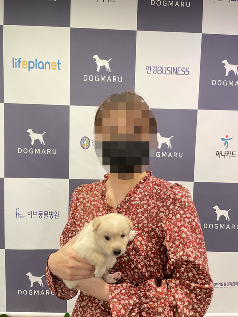 창원 2021 0207 시바혼종 암스트롱 책임분양 애완견성격 반려견성격 소형견크기 중형견크기 미니비숑프리제크기 토이푸들크기 골든리트리버크기 래브라도리트리버크기 닥스훈트