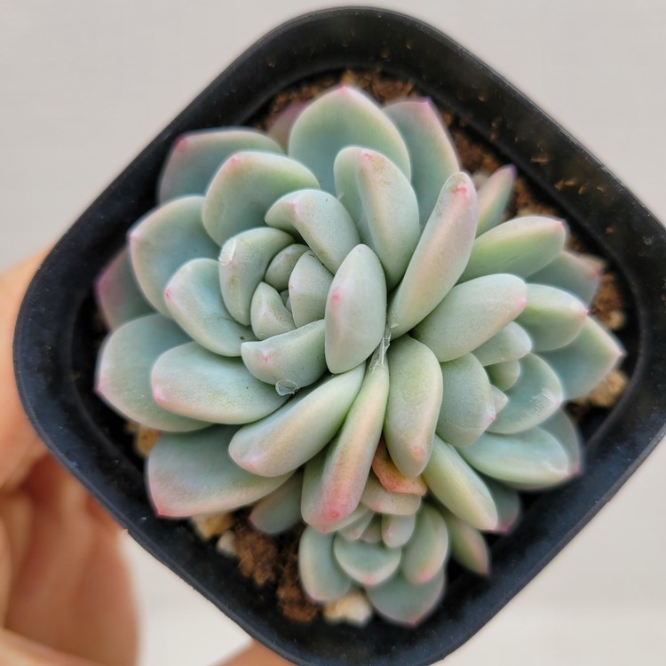 Echeveria Ice Love Variegata Rare Korean Import Home & Living ...