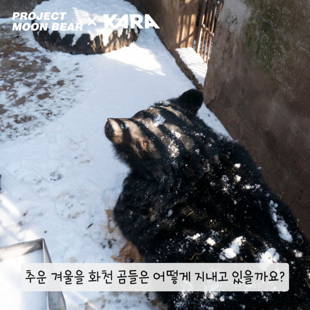 사육곰의 겨울나기 : 자료실