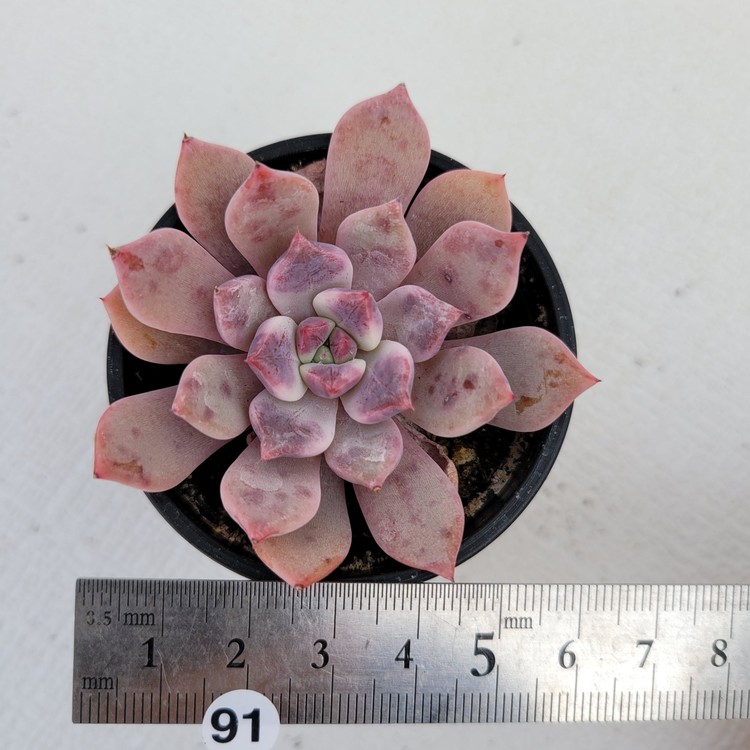 Echeveria Devolution -91 : DK Succulents Korea- Rare Korean Succulents
