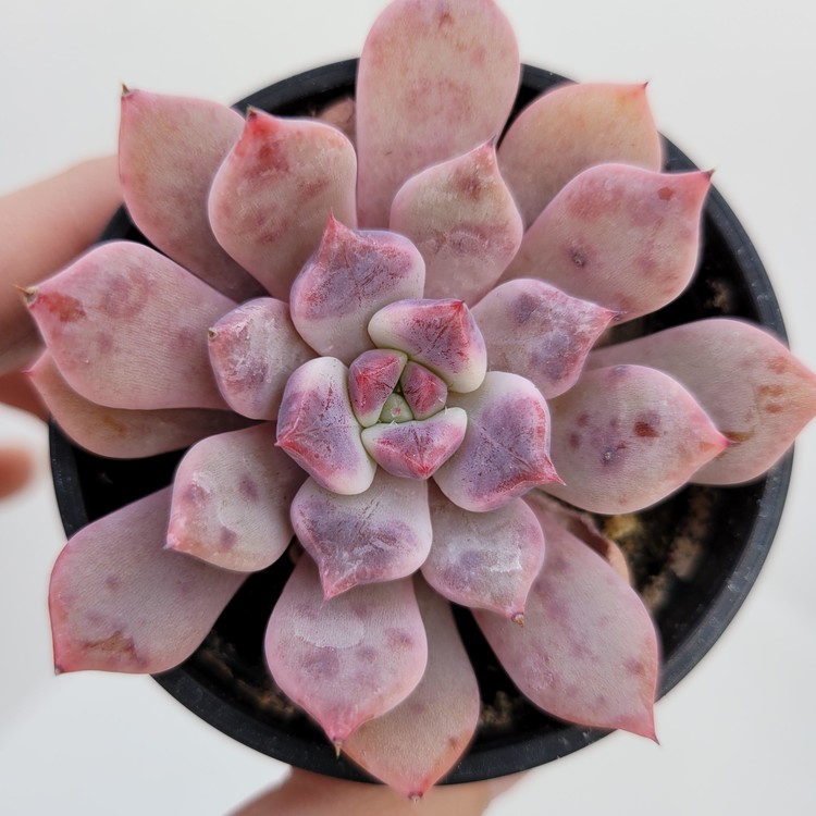 Echeveria Devolution -91 : DK Succulents Korea- Rare Korean Succulents