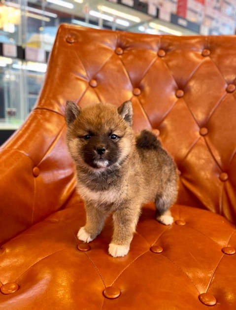 시바이누 남아 499000 비숑프리제분양가 유기견 미니비숑 웰시코기분양 스피츠 요크셔테리어분양 먼치킨고양이 노르웨이숲고양이분양 강아지책임분양 브리티쉬숏헤어분양