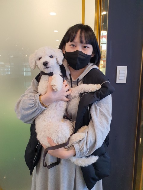 대전 2022 0020 비숑프리제 콩이 책임분양 폼스키크기 폼치크기 폼피츠크기 푸숑크기 노르웨이숲크기 데본렉스크기 뱅갈크기 샴크기 셀커크렉스크기 스핑크스크기 아메리칸