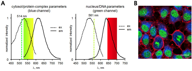 Miami Red, DNA-Binding Fluorescent Dye : DNA-Binding Fluorescent Dyes