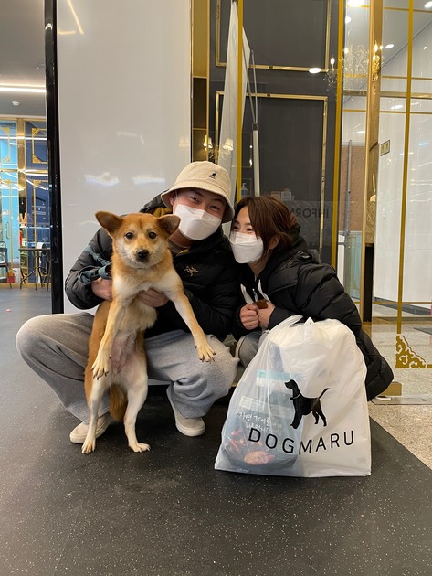 안양 2022 0001 시바믹스 리키 책임분양 애완견성격 반려견성격 소형견크기 중형견크기 미니비숑프리제크기 토이푸들크기 골든리트리버크기 래브라도리트리버크기 닥스훈트크기