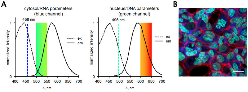 Miami Orange, DNA-Binding Fluorescent Probe : DNA-Binding Fluorescent Dyes