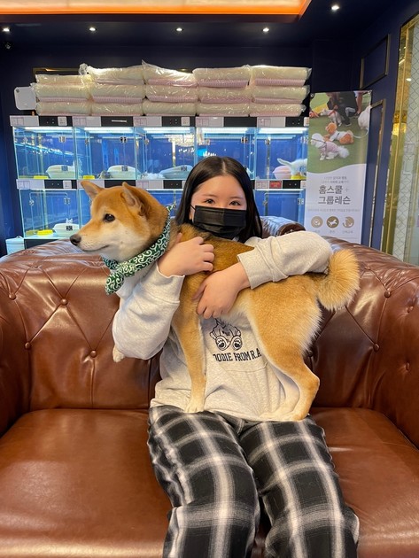 잠실 2022 0027 시바이누 심바 책임분양 대형견책임분양 미니비숑프리제책임분양 토이푸들책임분양 골든리트리버책임분양 래브라도리트리버책임분양 닥스훈트책임분양 도베르만책임