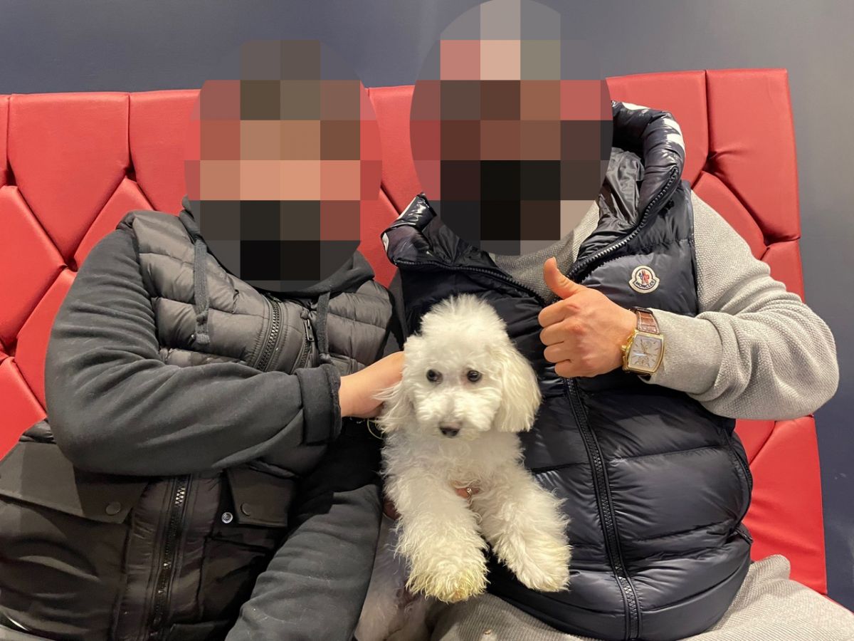 부산 2022 0055 비숑프리제 심바 책임분양 애완견성격 반려견성격 소형견크기 중형견크기 미니비숑프리제크기 토이푸들크기