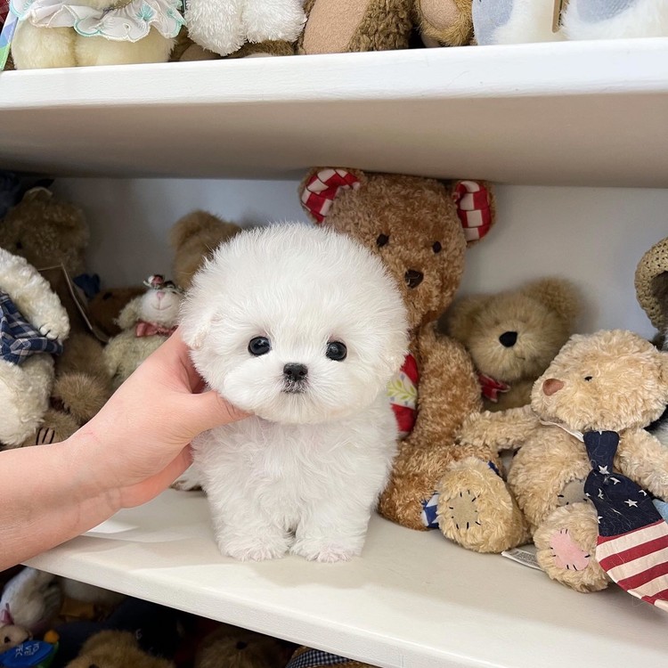 teacup minibichon boy 테오 : K PUPPY BOUTIQUE