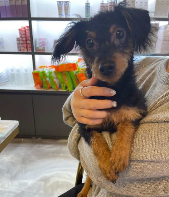 강남 2022 0020 푸들핀 복덩이 책임분양 코리안숏헤어 비숑프리제분양 치와와분양 고양이보호소 광주유기견보호센터 광주광역시유기견보호센터 유기견보호센터봉사 리트리버분양