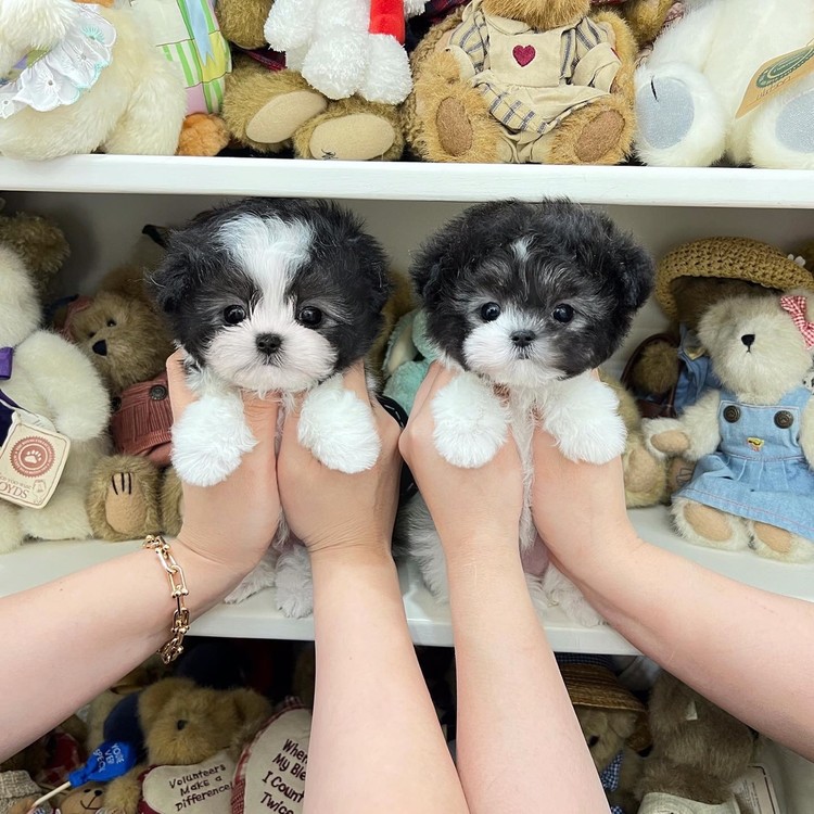 silver party maltipoo boy, girl : K PUPPY BOUTIQUE