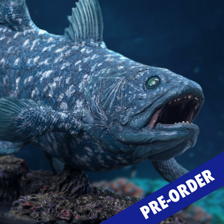 STAR ACE&X-PLUS 실러캔스 By Kaibutsuya : 고현생