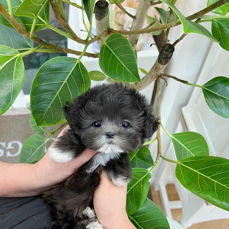 Silver Maltipoo