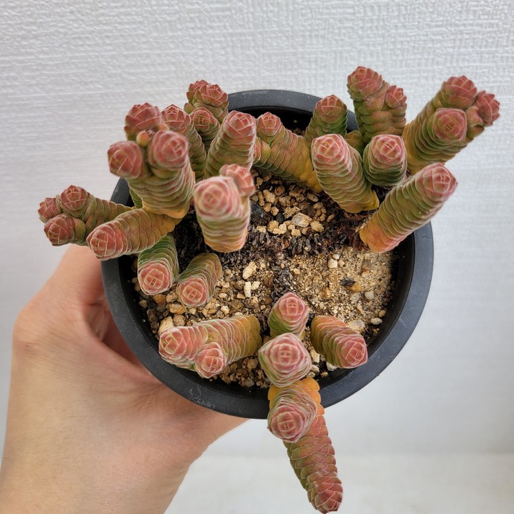 Crassula Columella 12 Dk Succulents Korea Rare Korean Succulents