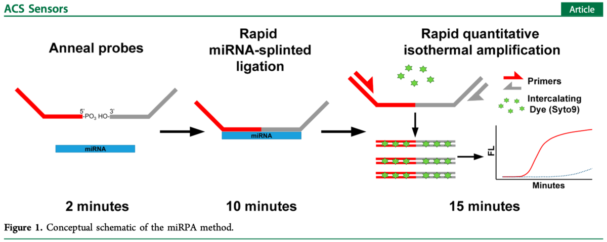 Simple Isothermal(RPA) Strategy for Multiplexed, Rapid, Sensitive, and ...
