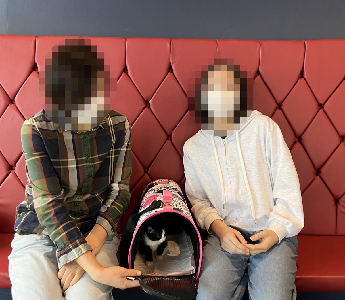 울산 2022 0071 코리안숏헤어 주황 책임분양 유기묘무료입양사이트 비숑프리제파양 포메라니안파양 말티즈파양 말티푸파양 푸들파양 먼치킨파양 랙돌파양 브리티쉬숏헤어파양