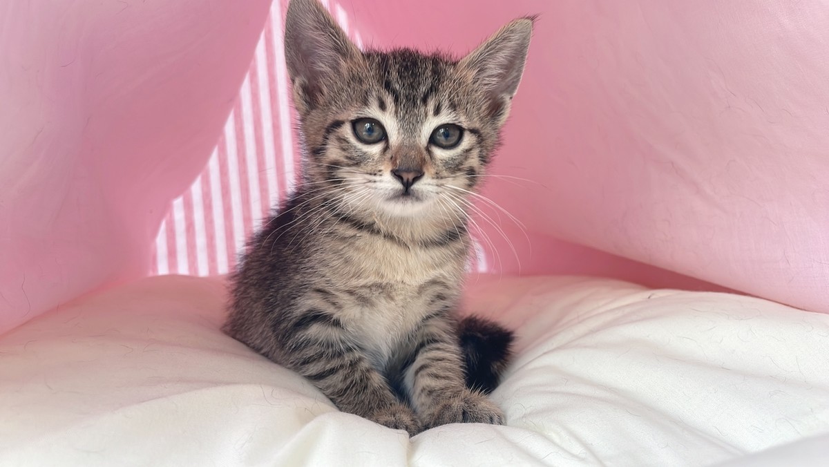 대구고양이무료분양 고산동고양이무료분양 대구코리안숏헤어무료분양 고산동코리안숏헤어무료분양 대구 2022 0112 코리안숏헤어 설이 책임분양 강아지입양 고양이입양 도그마루