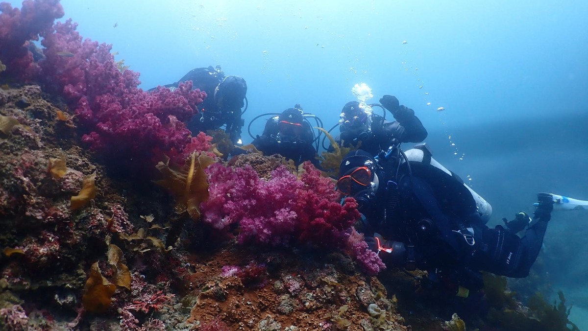 바닷속 문화 생활을 즐기러 우리가 왔다~~ : GOOD DIVER