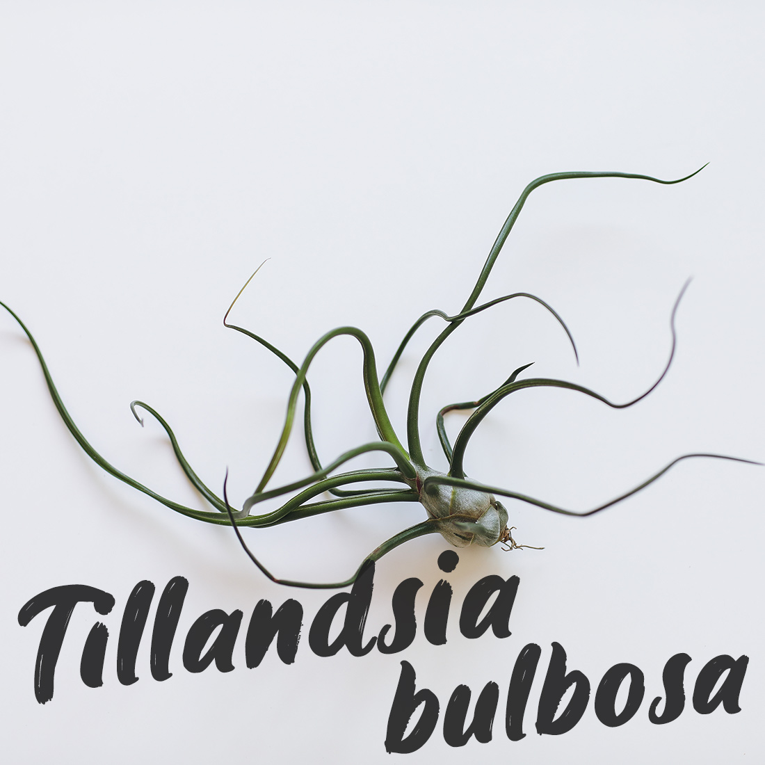 틸란시아 불보사 / 틸란드시아 벌보사 bulbosa 공중식물 먼지먹는식물 홈가드닝 에어플랜트 희귀식물