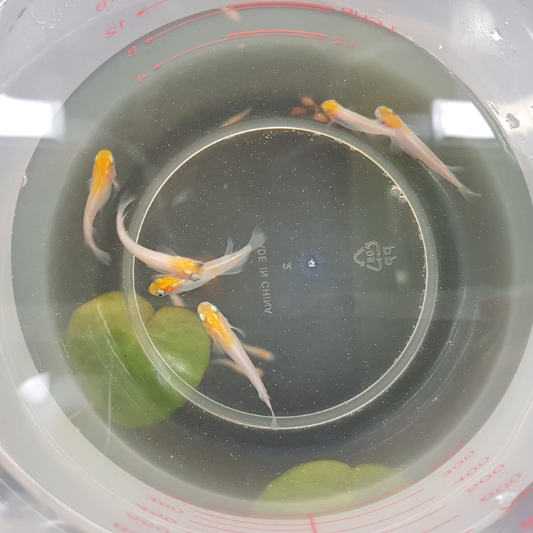 골드헤드 갤럭시 메다카 [ Gold head galaxy medaka ] : 백경수족관