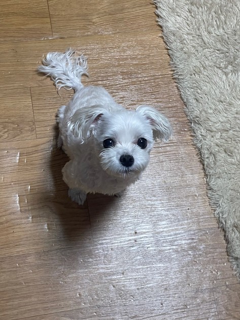 부산화명 2022 0044 말티즈 콩이 책임분양 애완견성격 반려견성격 소형견크기 중형견크기 미니비숑프리제크기 토이푸들크기 골든리트리버크기 래브라도리트리버크기 닥스훈트크기