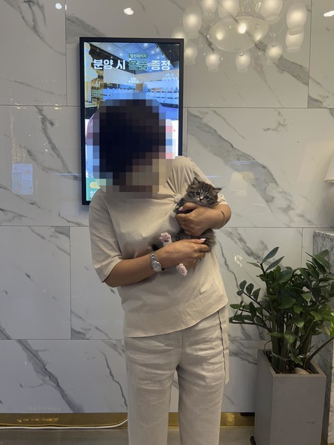 강남 2022 0032 브리티시숏헤어 아지 책임분양 폼스키크기 폼치크기 폼피츠크기 푸숑크기 노르웨이숲크기 데본렉스크기 뱅갈크기 샴크기 셀커크렉스크기 스핑크스크기 아메리칸