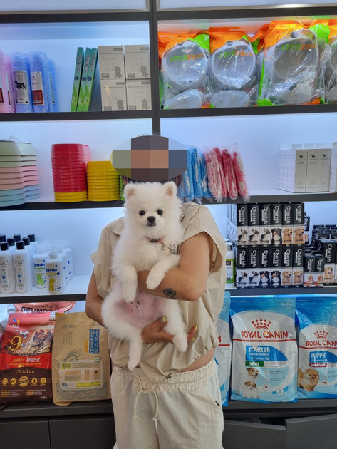 창원 2022 0102 폼피츠 굿모나 책임분양 유기견입양 유기묘입양 강아지입양 소형견입양 중형견입양 대형견입양 말티즈입양 말티푸입양 비숑프리제입양 미니비숑프리제입양