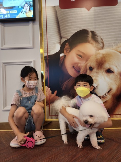 부산 2022 0188 비숑프리제 조조 책임분양 말티즈크기 말티푸크기 푸들크기 먼치킨크기 랙돌크기 브리티쉬숏헤어크기 스코티쉬폴드크기 러시안블루크기 강아지크기 고양이크기