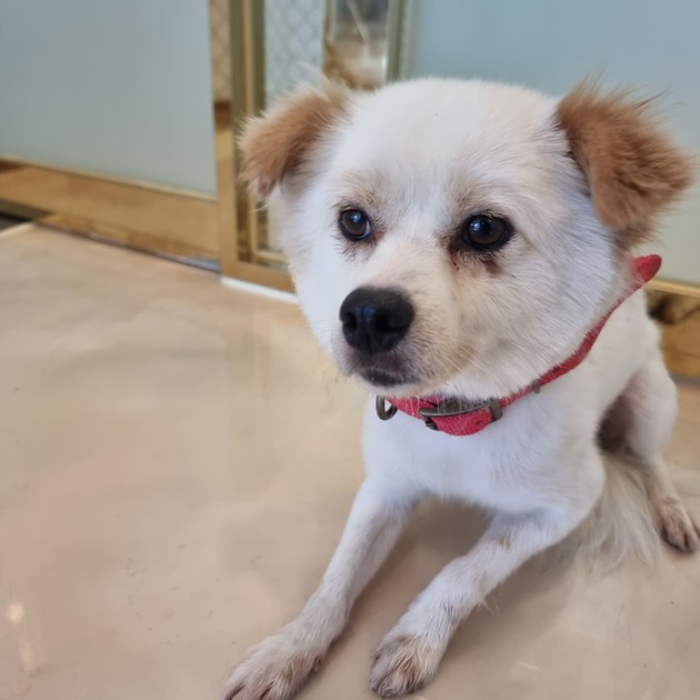 천안 2022 0075 하이브리드견 해피 책임분양 강아지입양 고양이입양 도그마루 입양케어센터 유기견입양 유기견분양 유기묘분양 강아지파양 고양이파양 유기묘입양