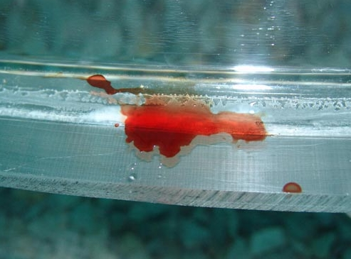 26) 2009. 10. 19 : Precious Blood of Jesus