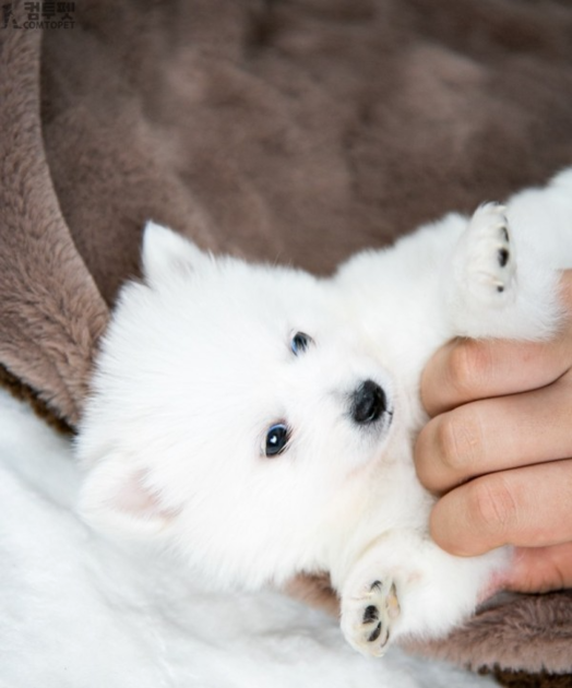스피츠분양 예쁜 Spitz 곰순이 웰시코기분양 프렌치불독분양 보스턴테리어분양 이탈리안그레이하운드분양 베들링턴테리어분양 셔틀랜드쉽독분양 코카스파니엘분양 퍼그분양 비글분양