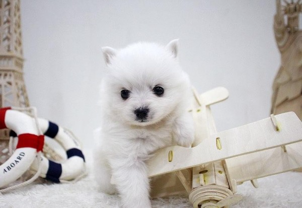 스피츠분양 Spitz 토끼 깡총깡총 웰시코기분양 프렌치불독분양 보스턴테리어분양 이탈리안그레이하운드분양 베들링턴테리어분양 셔틀랜드쉽독분양 코카스파니엘분양 퍼그분양 비글분양