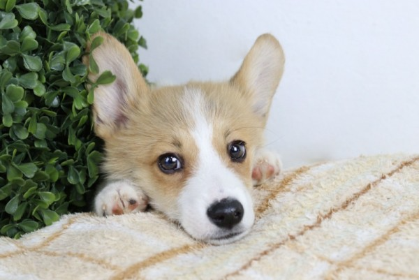 웰시코기분양 예쁜 코기 보러 오세요 웰시코기분양 프렌치불독분양 보스턴테리어분양 이탈리안그레이하운드분양 베들링턴테리어분양 셔틀랜드쉽독분양 코카스파니엘분양 퍼그분양 비글