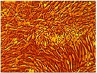 FC-0050 : 주식회사 아이셀 - 바이오(Bio), 생명공학연구, 실험기구, 시약, 과학기자재 취급 공급기업