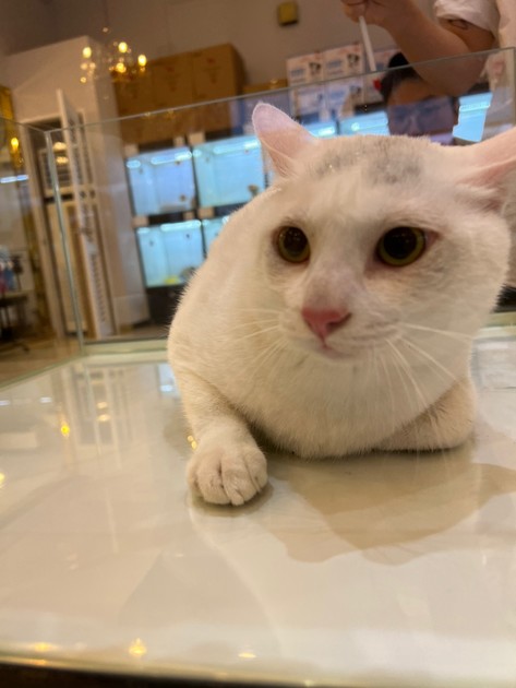 천안 2022 0093 브리티쉬숏헤어 브리 책임분양 강아지입양 고양이입양 도그마루 입양케어센터 유기견입양 유기견분양 유기묘분양 강아지파양 고양이파양 유기묘입양