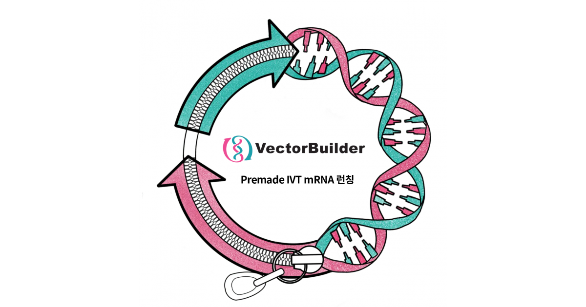 벡터빌더 Premade IVT mRNA 런칭 : 뉴스레터