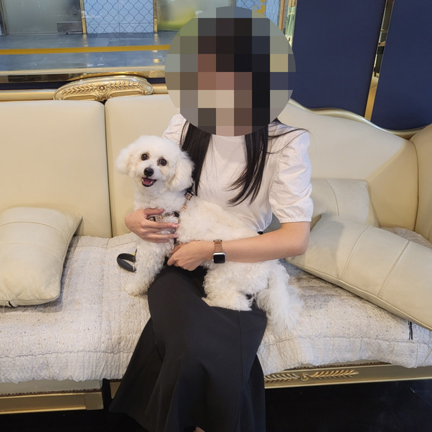 울산 2022 0138 비숑프리제 설탕이 책임분양 폼스키크기 폼치크기 폼피츠크기 푸숑크기 노르웨이숲크기 데본렉스크기 뱅갈크기 샴크기 셀커크렉스크기 스핑크스크기 아메리칸