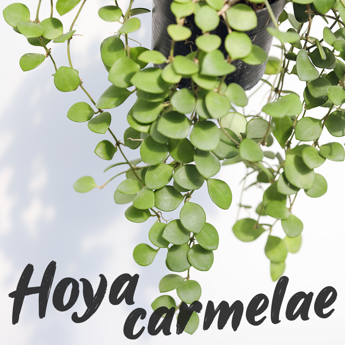 Hoya carmelae 호야 카멜레 / 홈가드닝 행잉식물 화분선물 플랜테리어